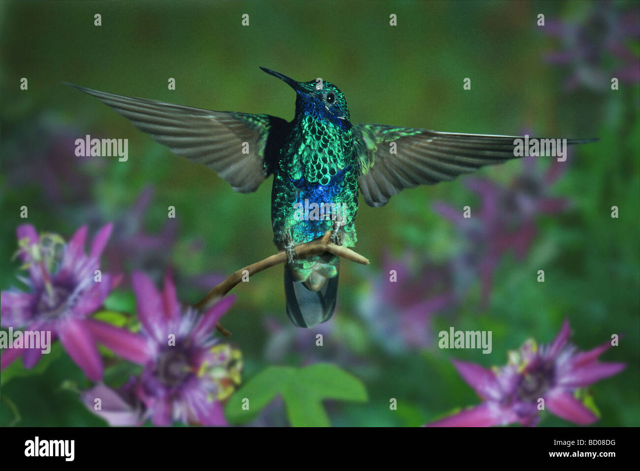 Sparkling Violetear hummingbird (Colibri coruscans) with wings open on ...
