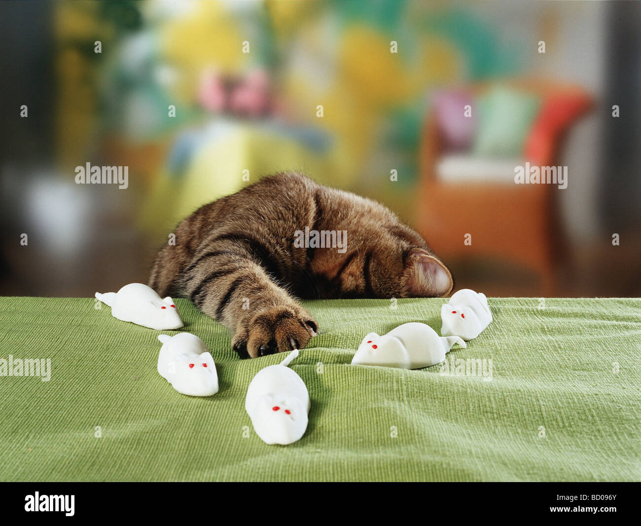 domestic cat with sweet mouse Stock Photo - Alamy