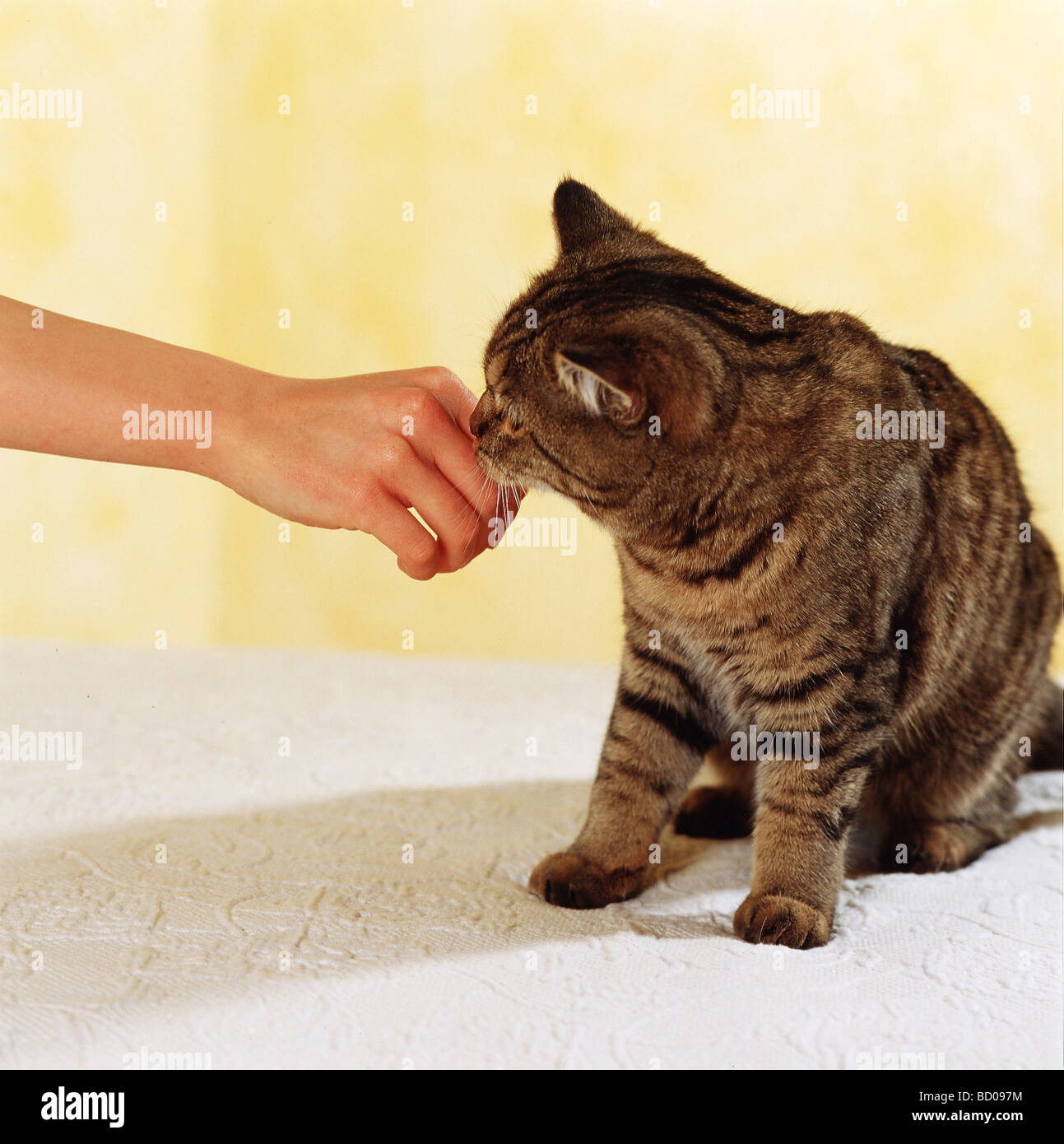 cat - place in trust Stock Photo - Alamy