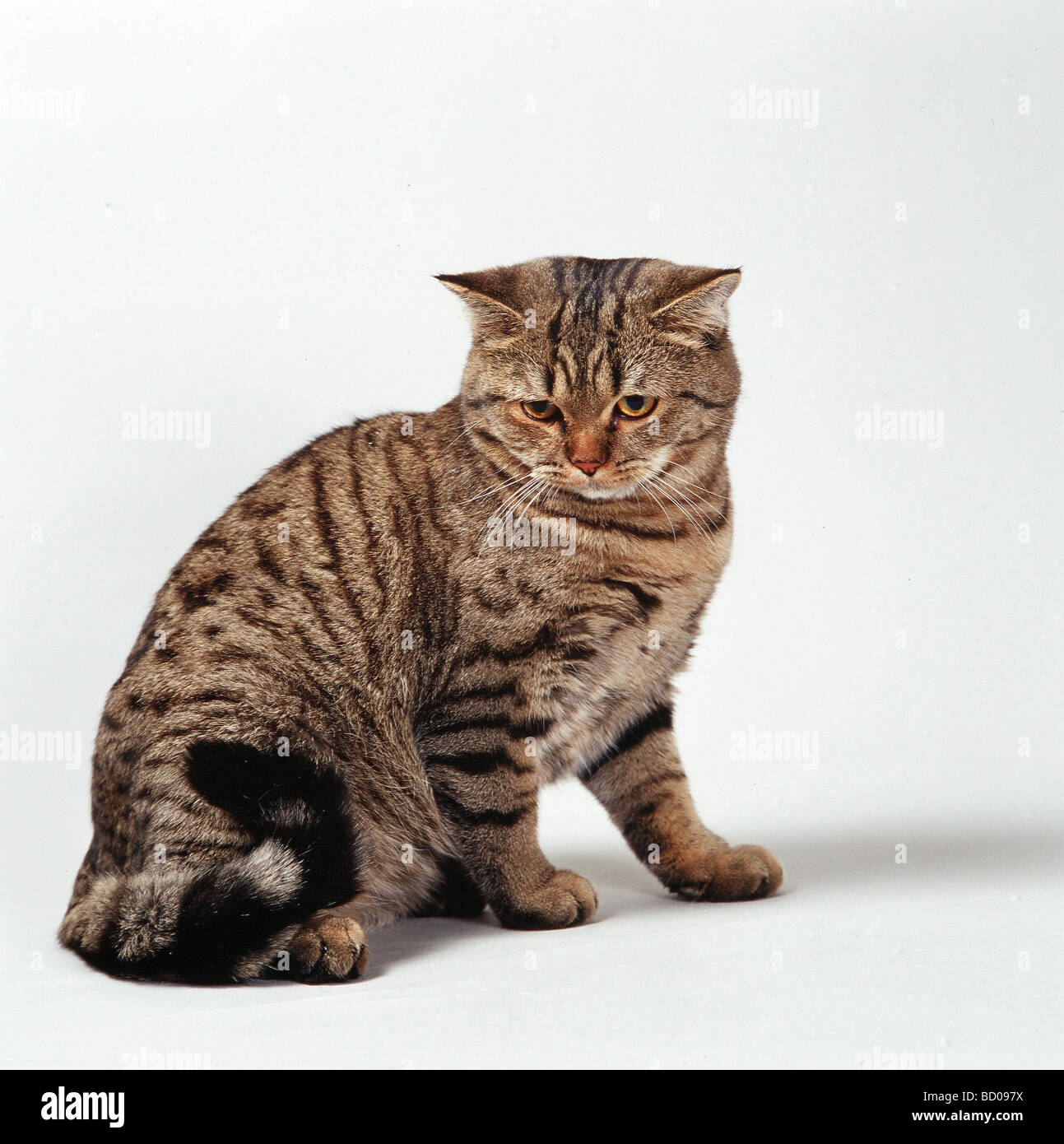 Insecure body language hi-res stock photography and images - Alamy