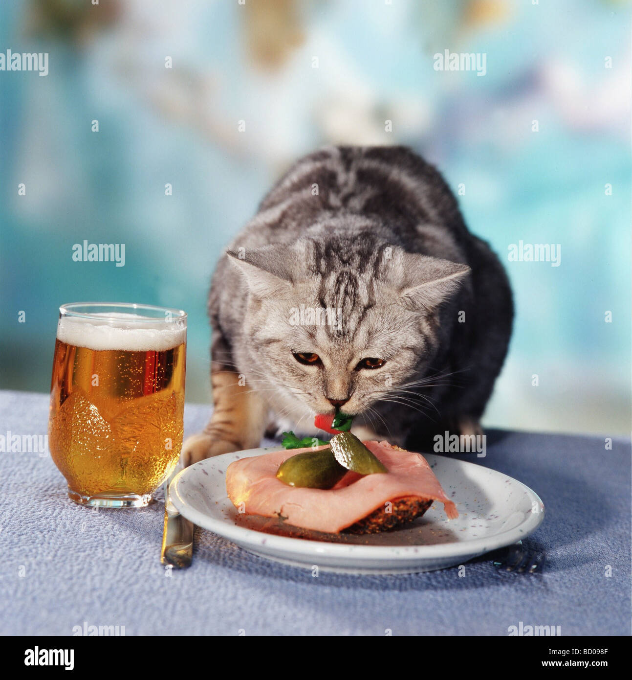 cat nibbles between meals Stock Photo - Alamy