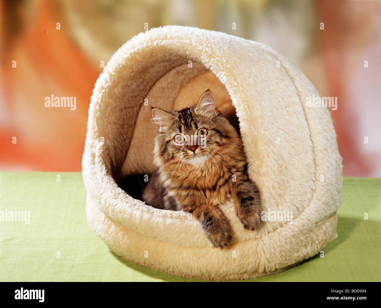 cat in cave Stock Photo - Alamy