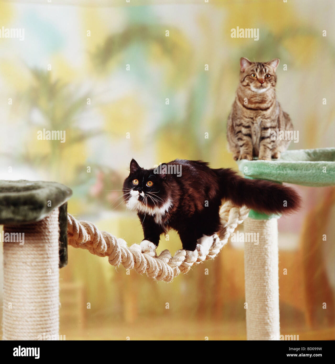 cat balances on a rope Stock Photo - Alamy