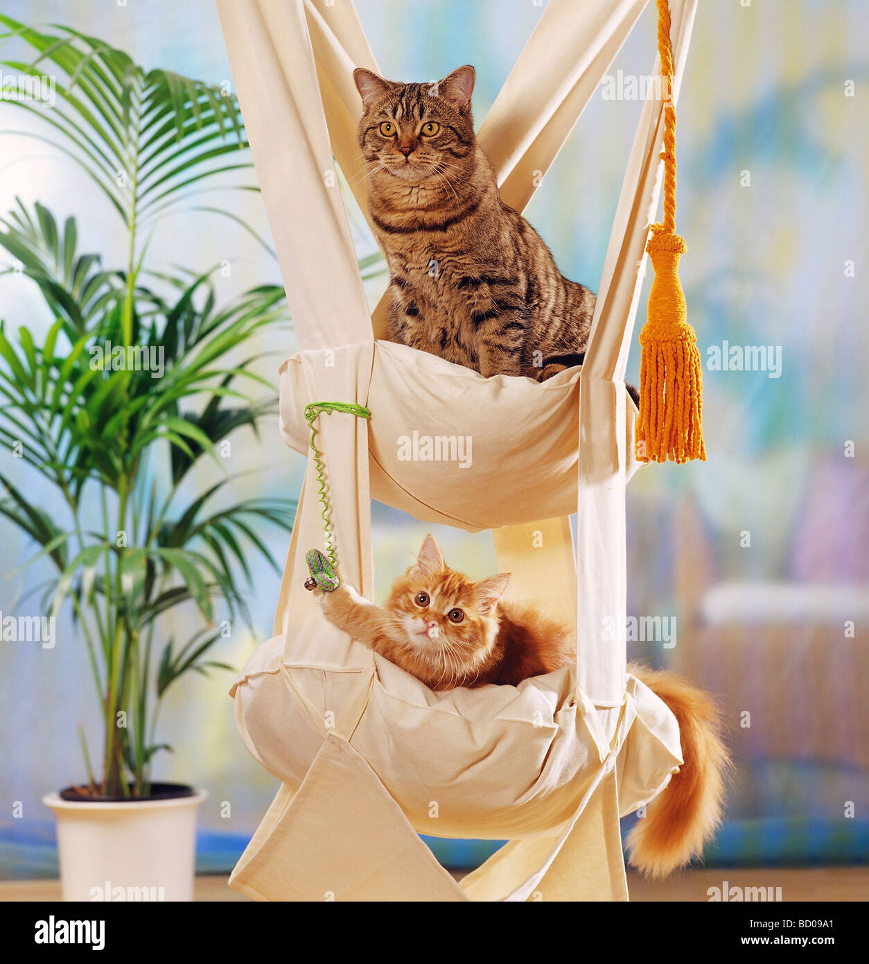 Cat climb scratch hi-res stock photography and images - Alamy
