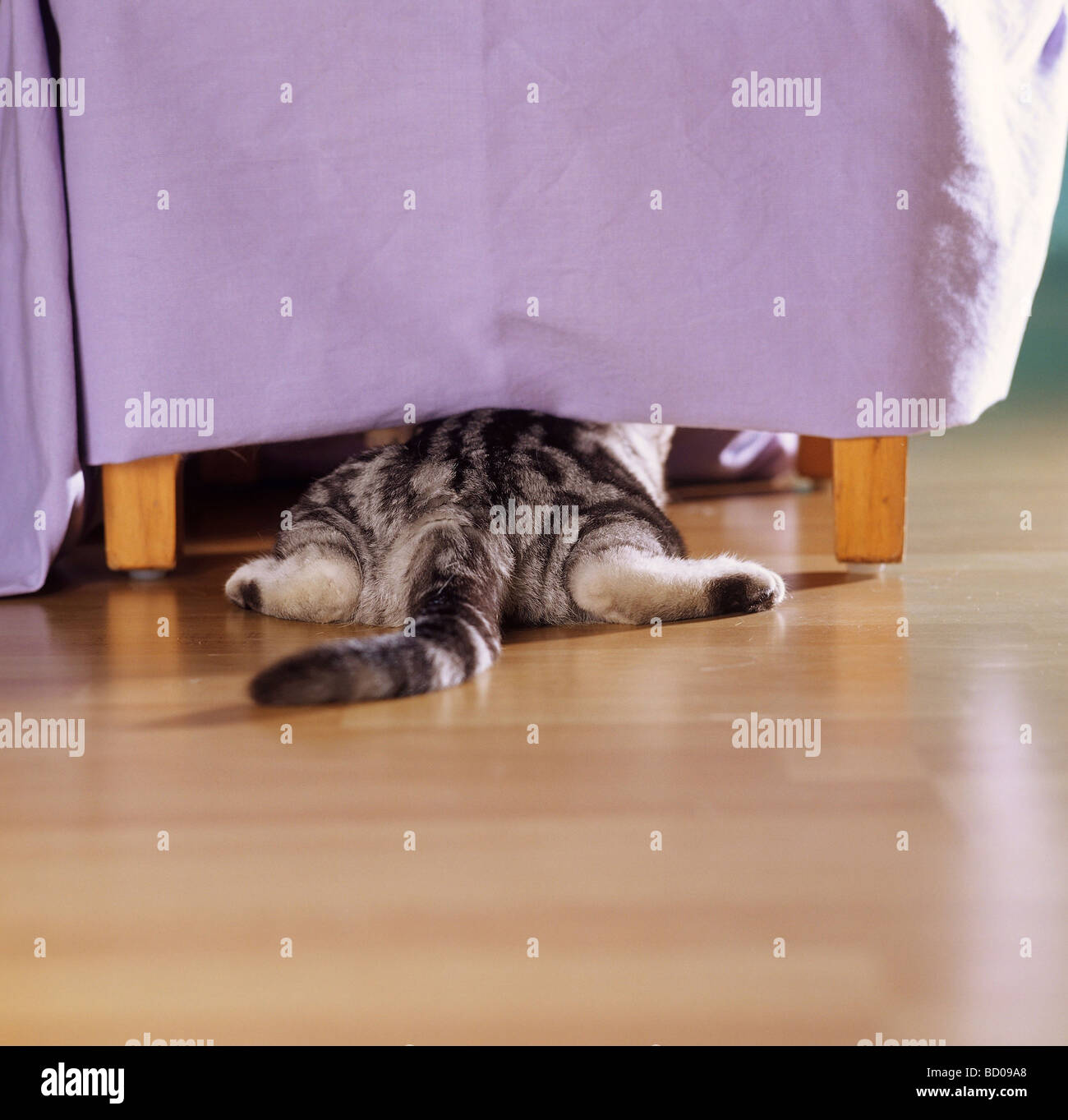 Cat hiding under table hi-res stock photography and images - Alamy