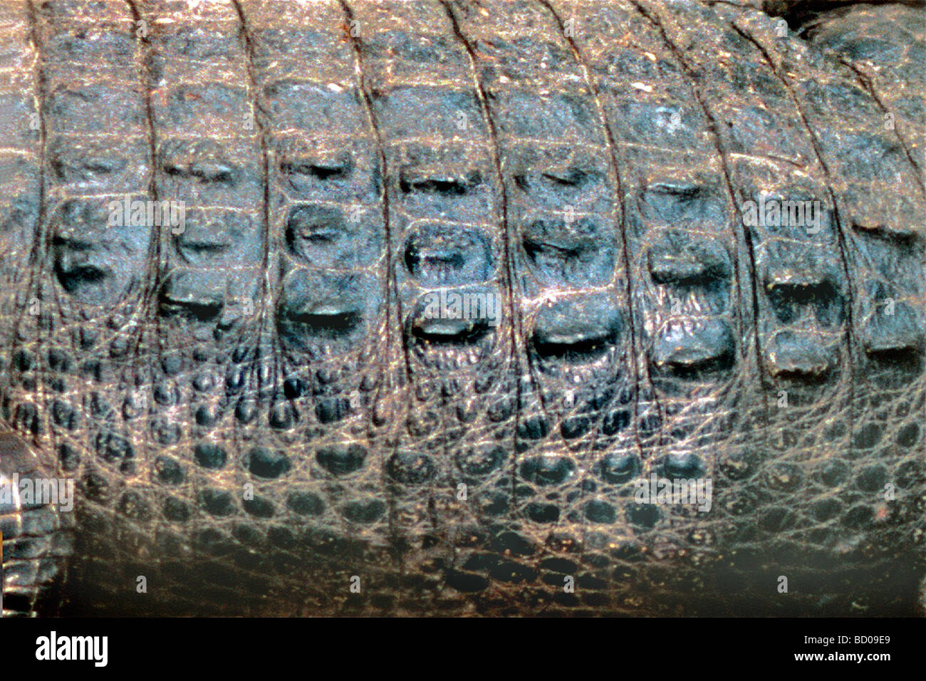 Dermal armour hi-res stock photography and images - Alamy