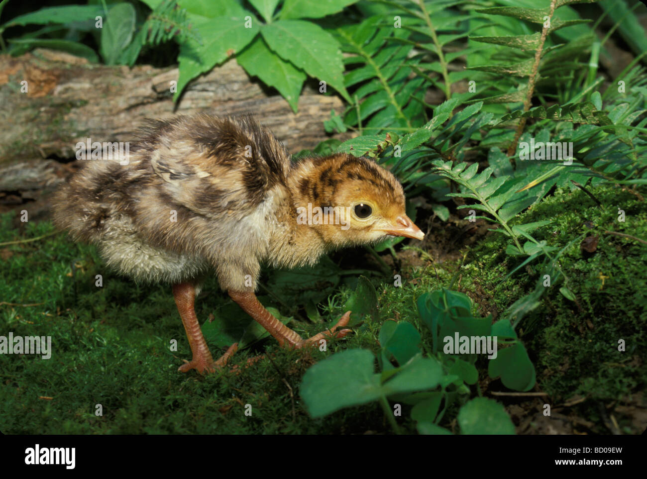 Turkey poults hi-res stock photography and images - Alamy