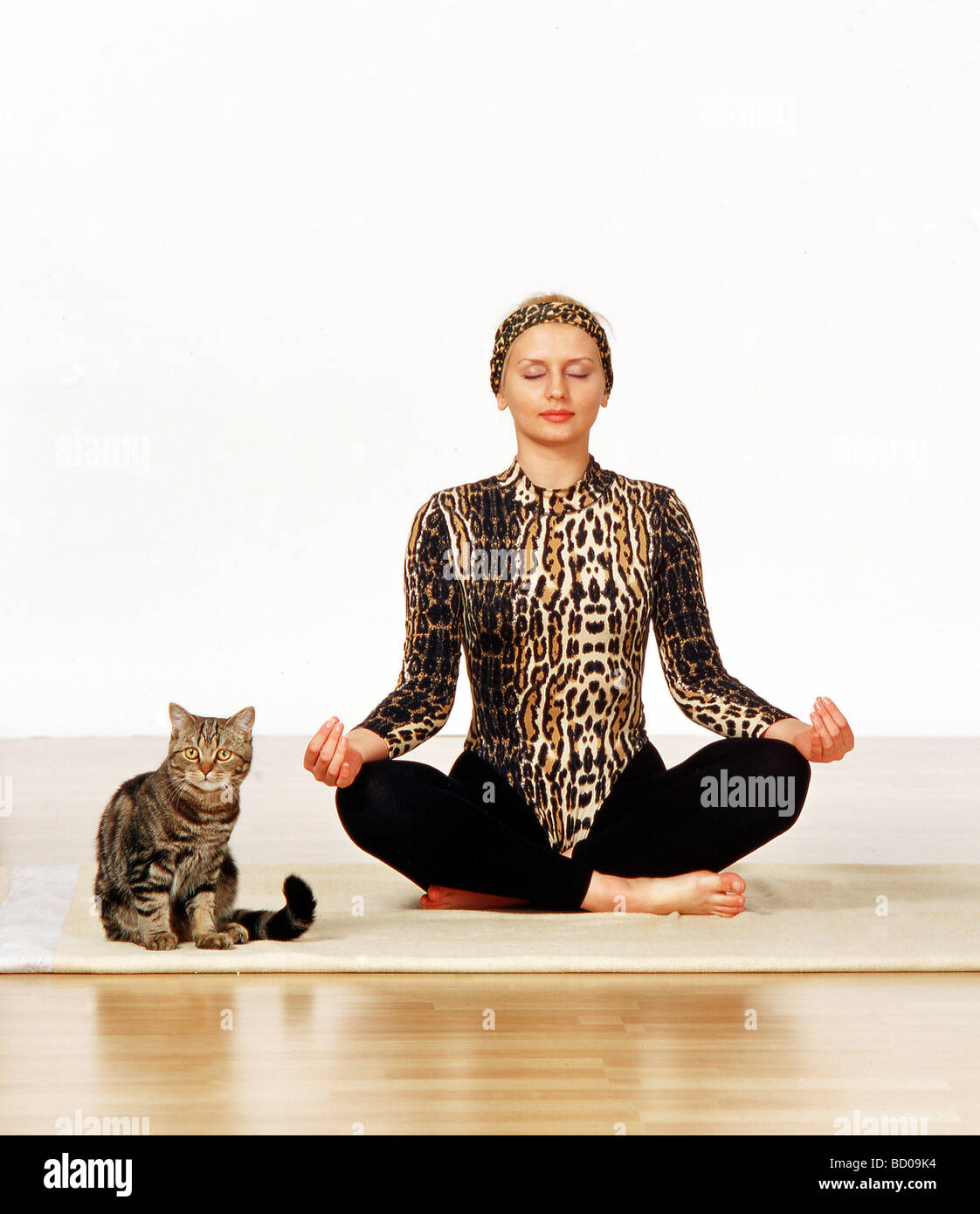 cat and kitten - preening paws Stock Photo - Alamy