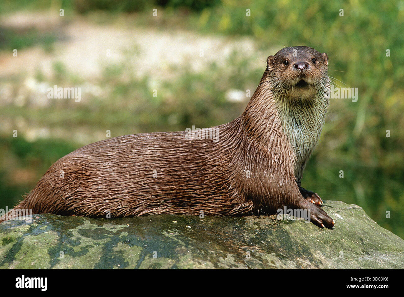 European river otter / Lutra lutra Stock Photo - Alamy