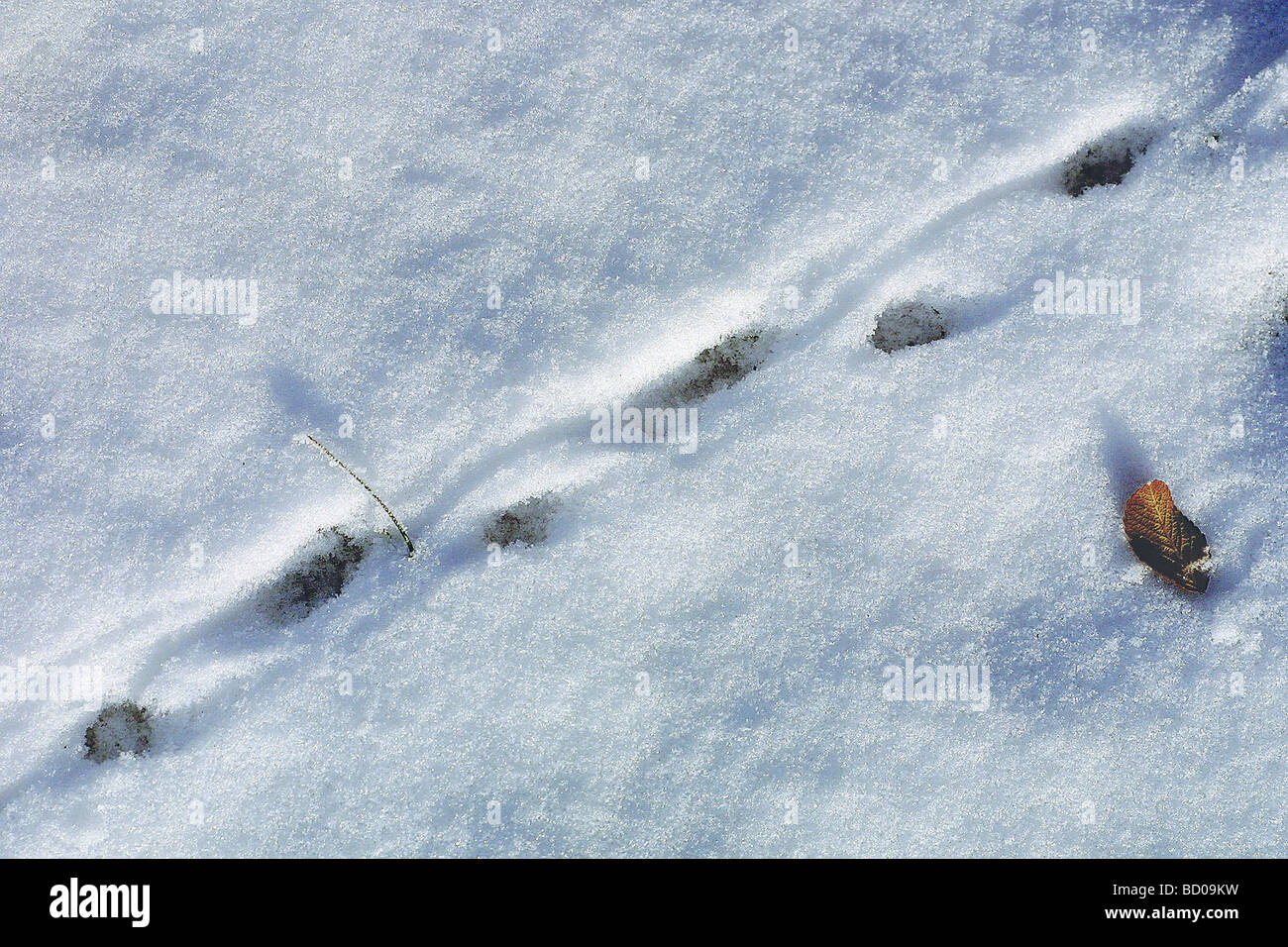 Rat tracks hi-res stock photography and images - Alamy