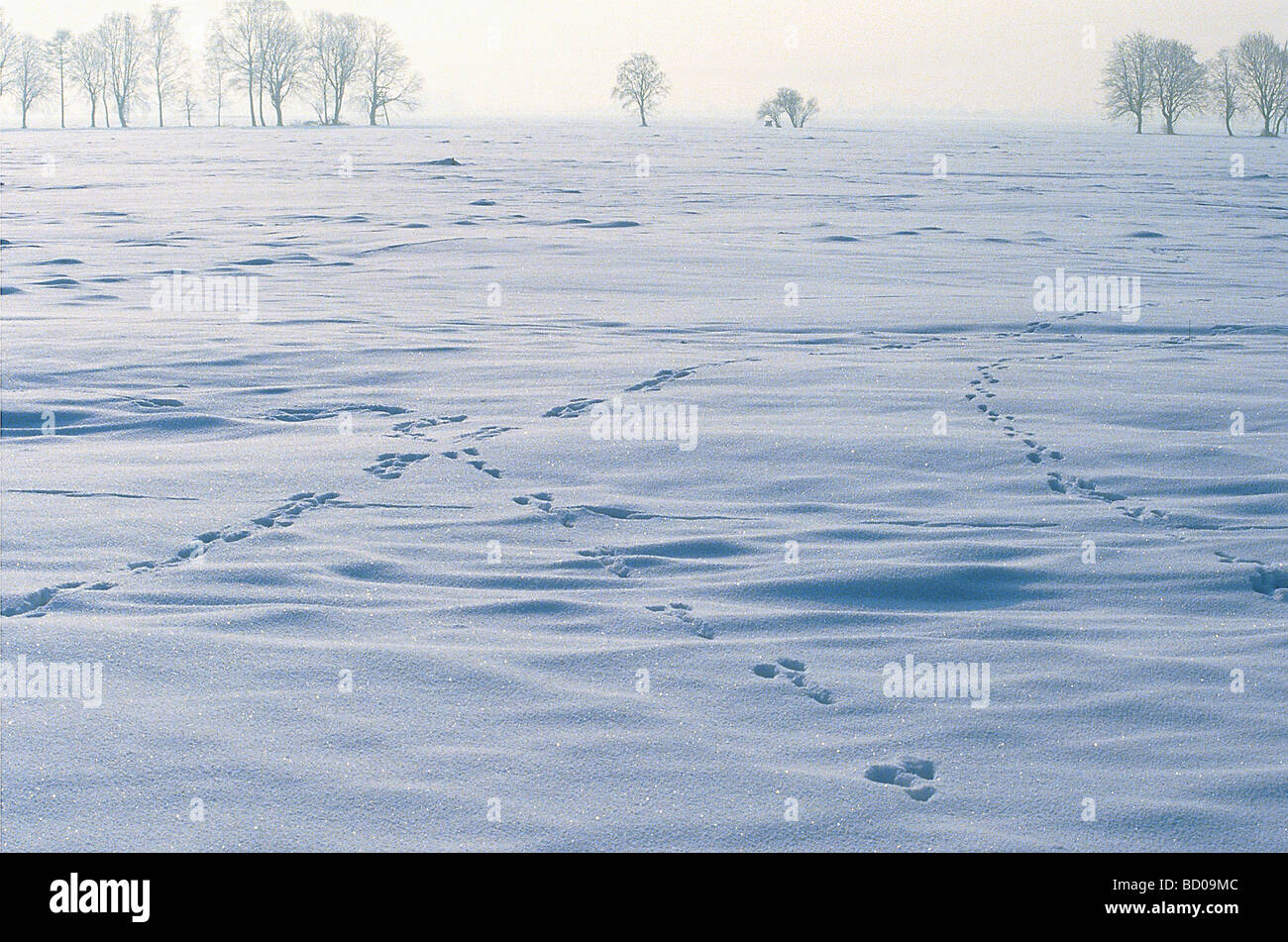 Rabbit spoor hi-res stock photography and images - Alamy