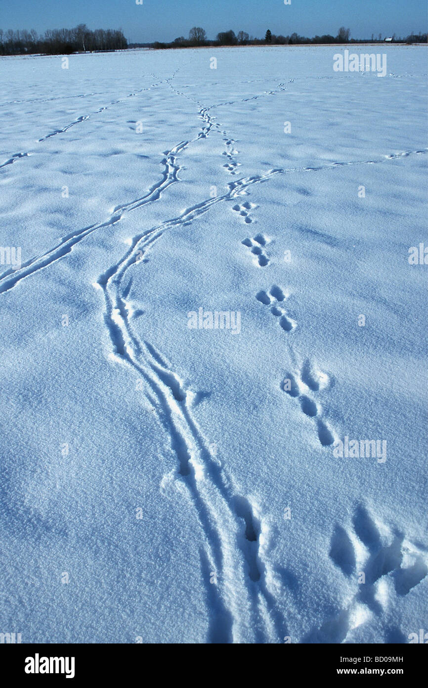 track of a hare and fawn Stock Photo - Alamy