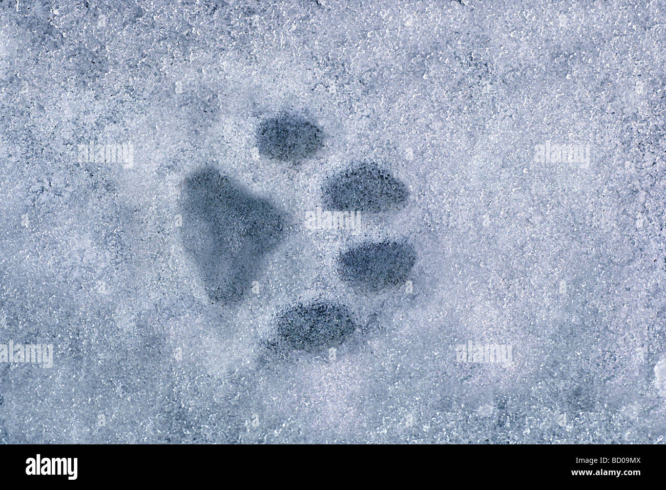 track of a cat Stock Photo - Alamy