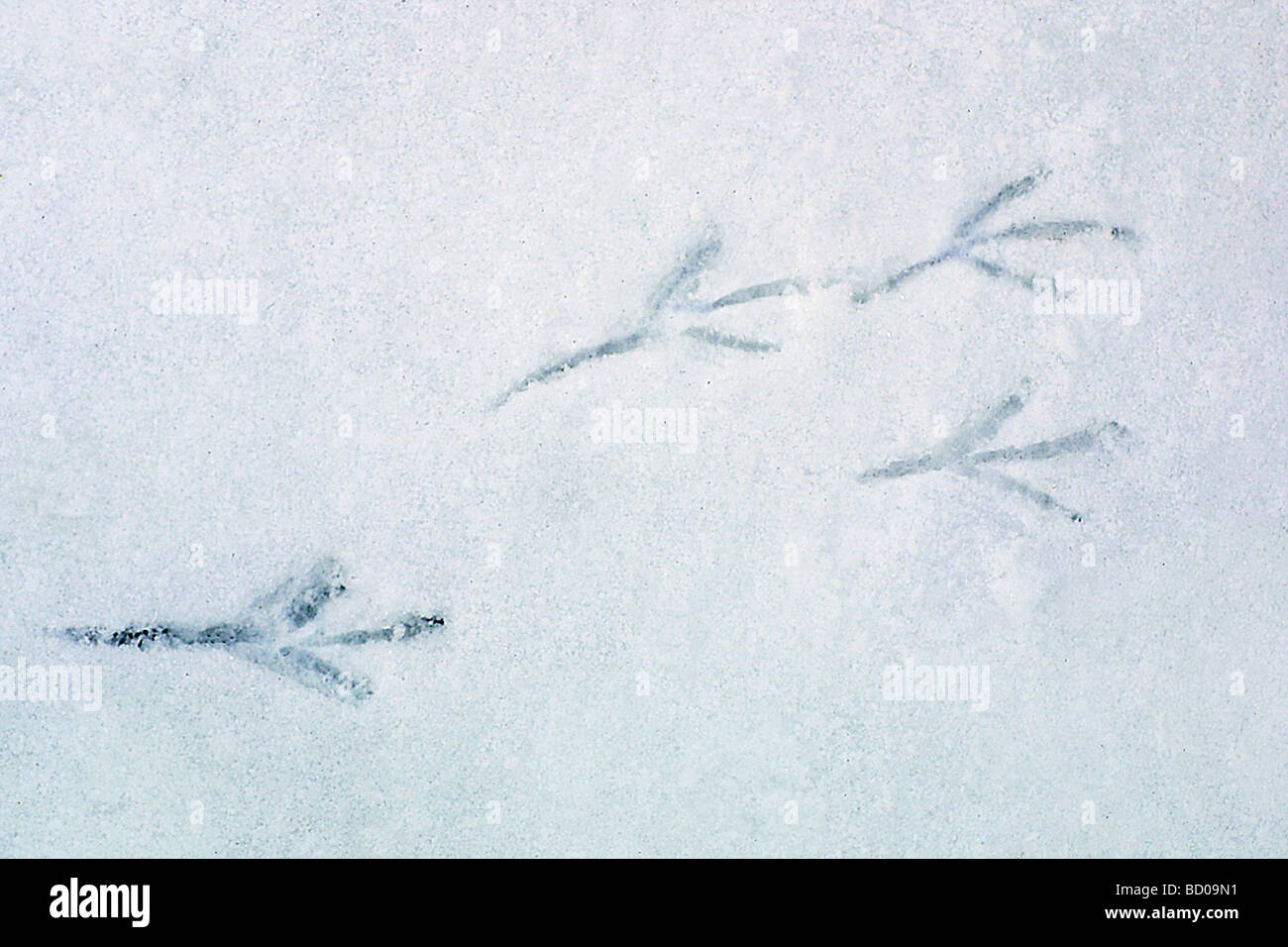 Blackbirds in the snow hi-res stock photography and images - Alamy