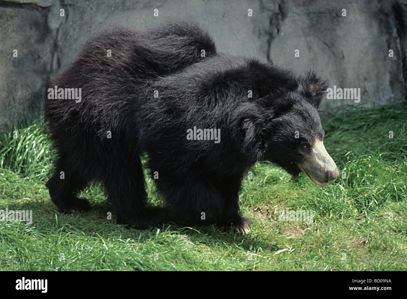 melursus ursinus / ursus ursinus / sloth bear Stock Photo - Alamy