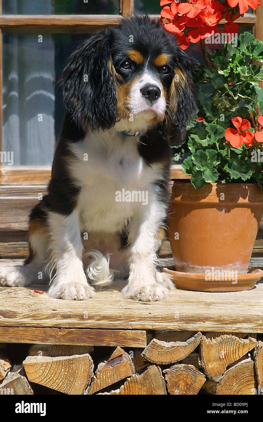 King charles Spaniel dog Stock Photo - Alamy