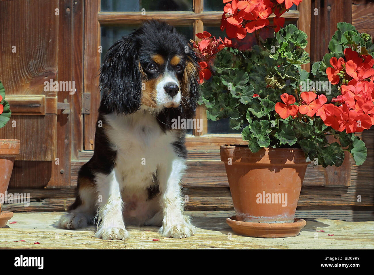 dog in front of a window Stock Photo - Alamy
