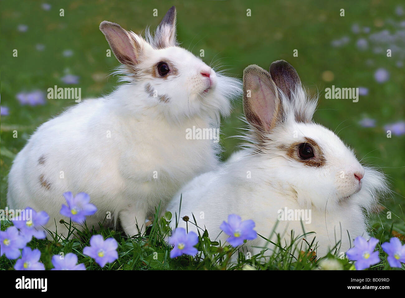 Two rabbit hi-res stock photography and images - Alamy