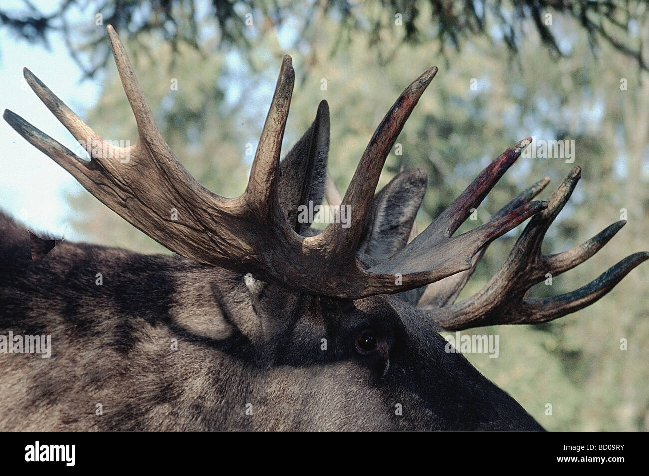 Elk cub hi-res stock photography and images - Alamy