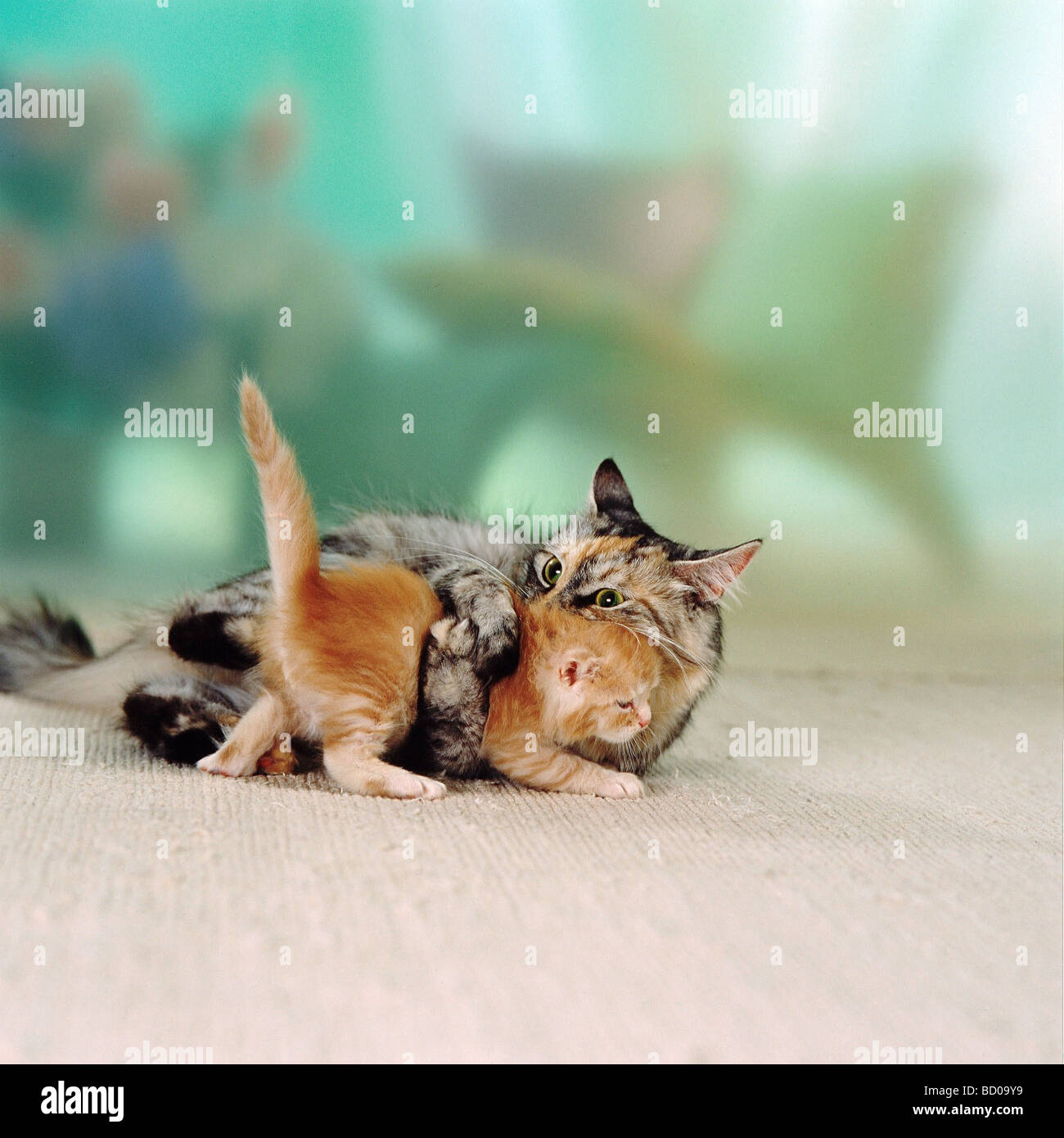 domestic cat with kitten Stock Photo - Alamy