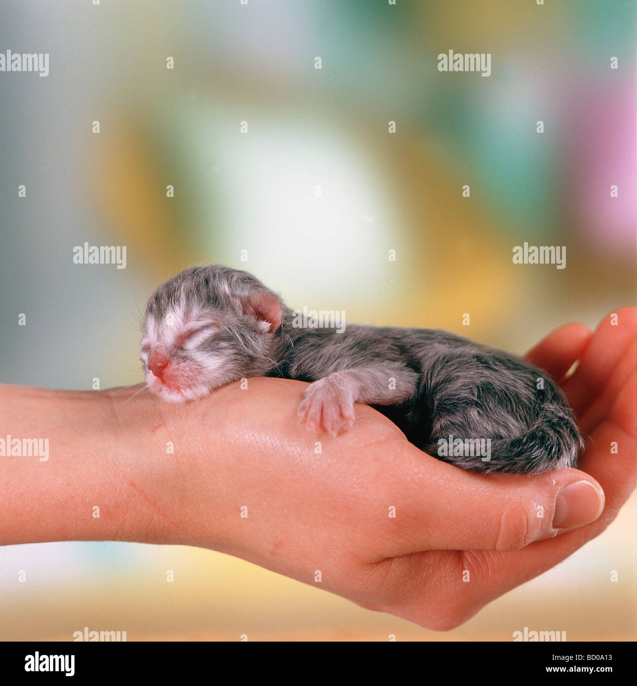 kitten one day old - British shorthair Stock Photo - Alamy