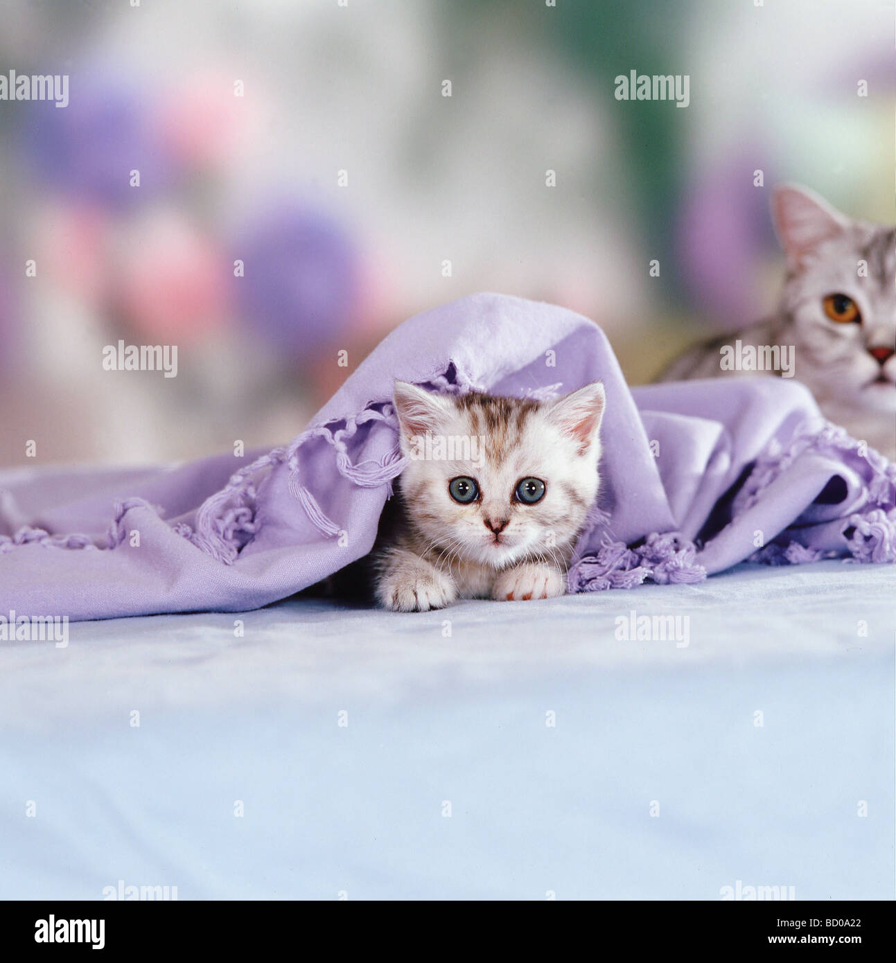 Five weeks old hi-res stock photography and images - Alamy