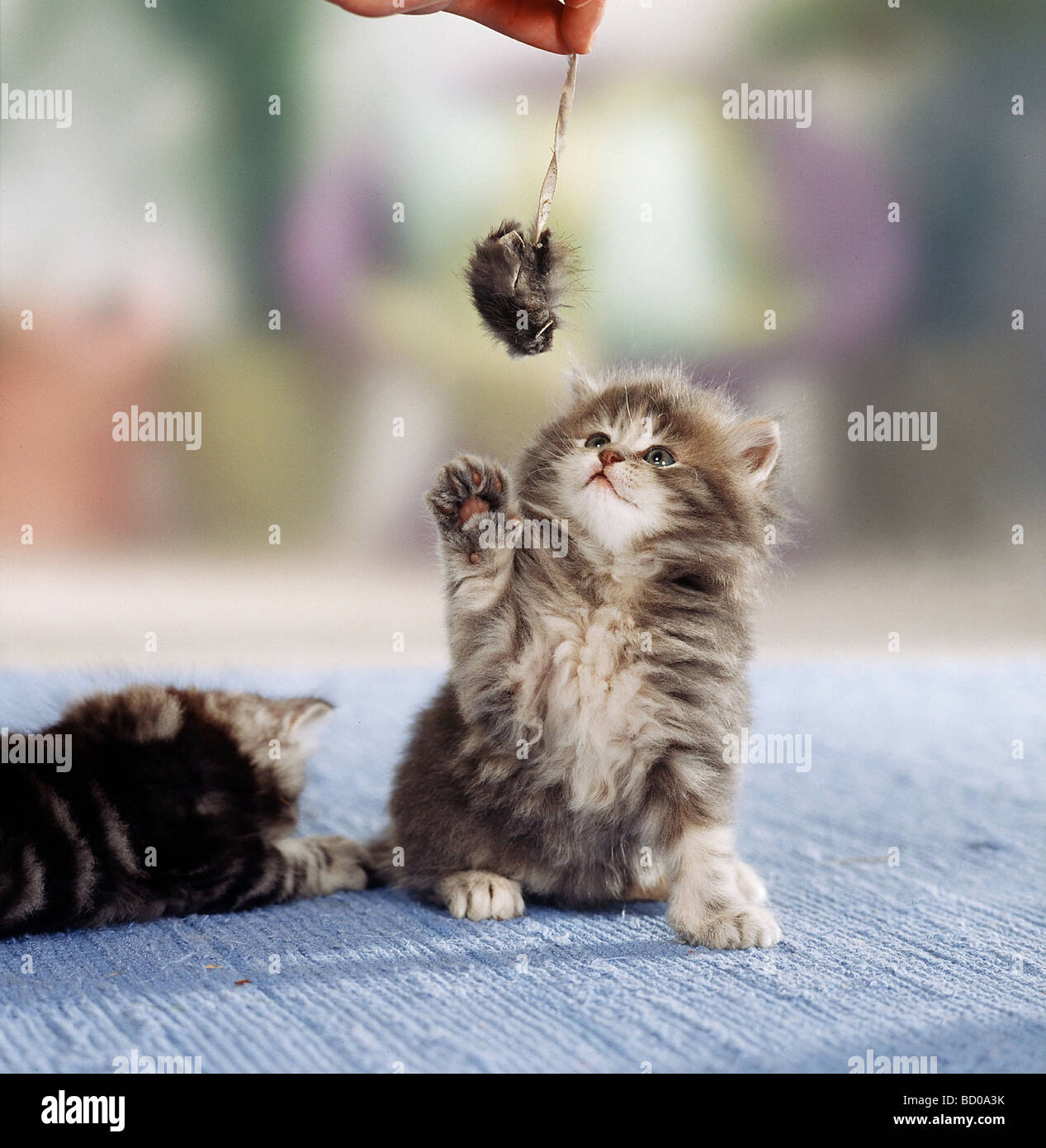 Five weeks old hi-res stock photography and images - Alamy
