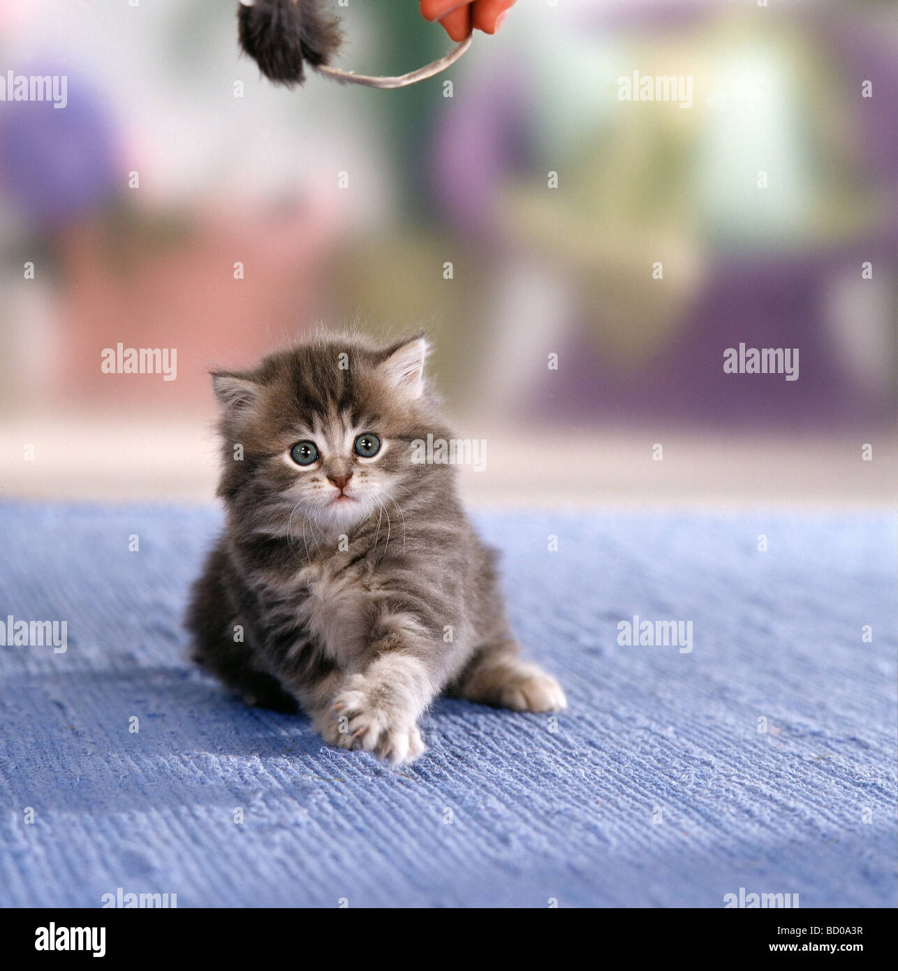 kitten five weeks old Stock Photo - Alamy