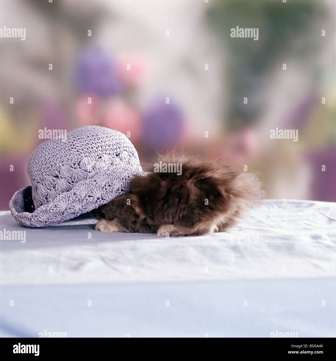 kitten under a hat Stock Photo - Alamy