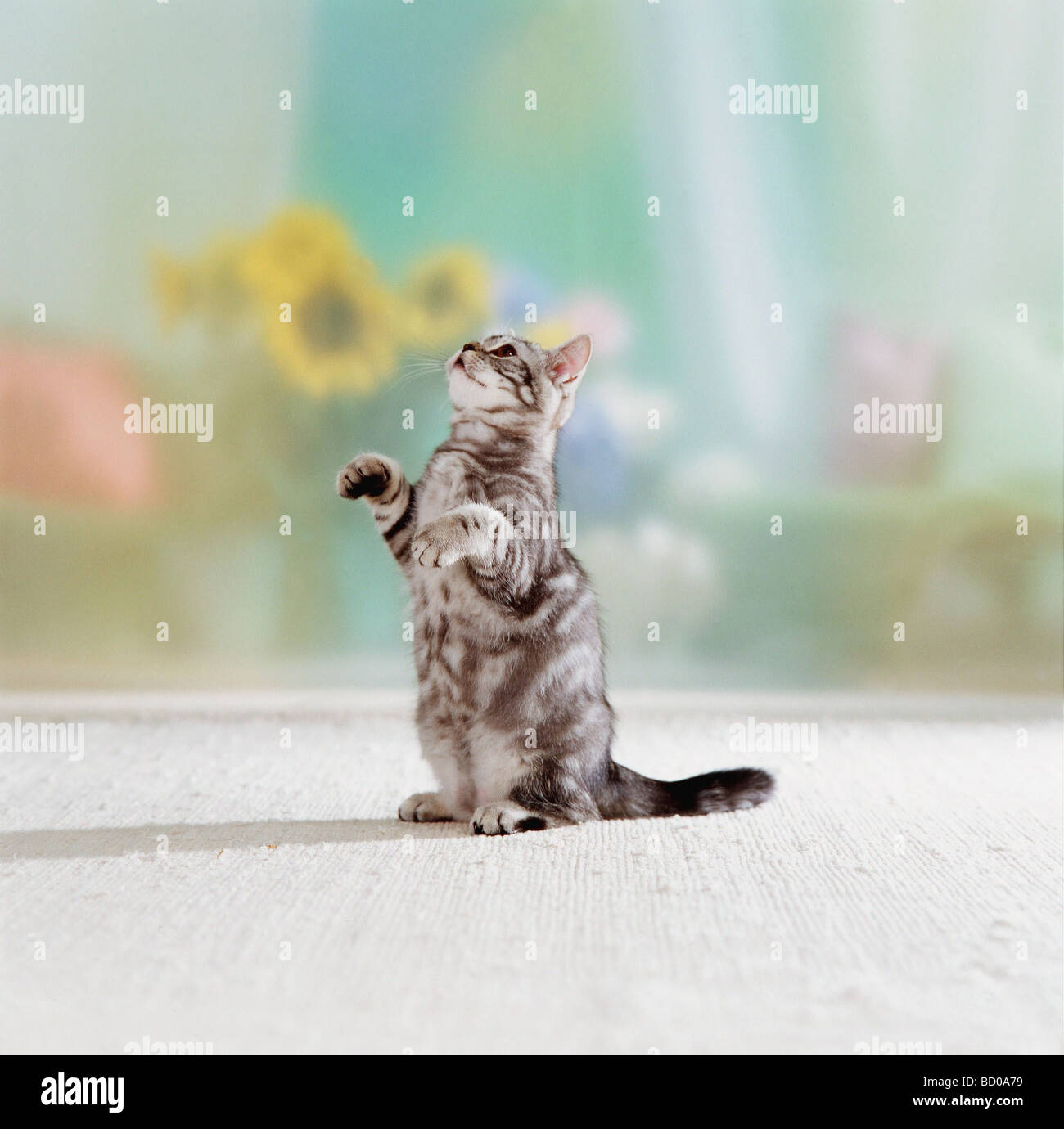 British Shorthair cat. Tabby juvenile sitting on its haunches Stock ...