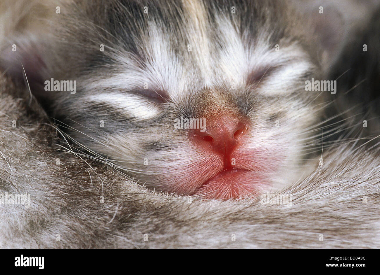 birth of a cat Stock Photo - Alamy