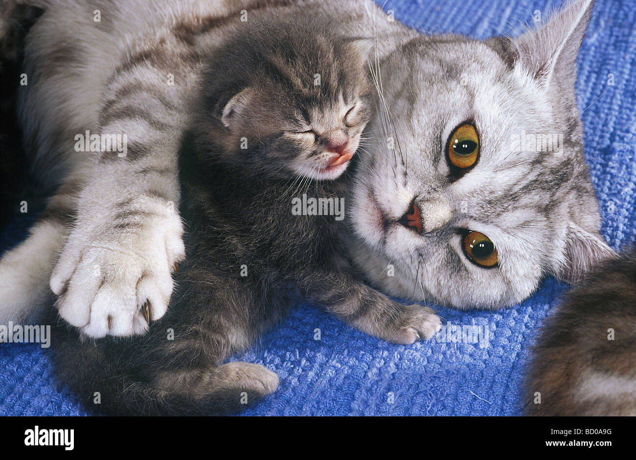 birth of a cat Stock Photo - Alamy