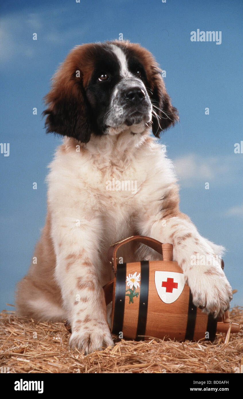 St bernhard hi-res stock photography and images - Alamy