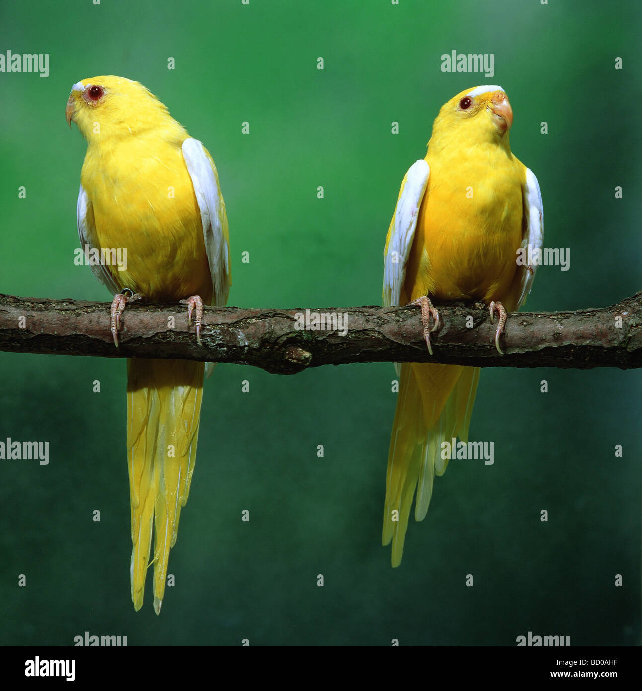 neophema elegans / elegant parrot Stock Photo - Alamy