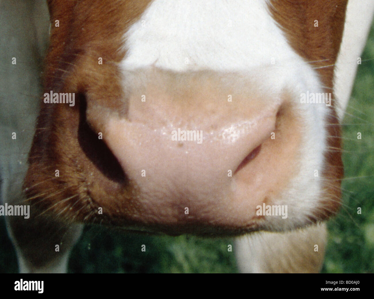 Cow lip hi-res stock photography and images - Alamy