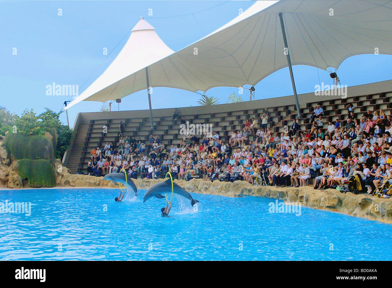 Dolphin shows hi-res stock photography and images - Alamy