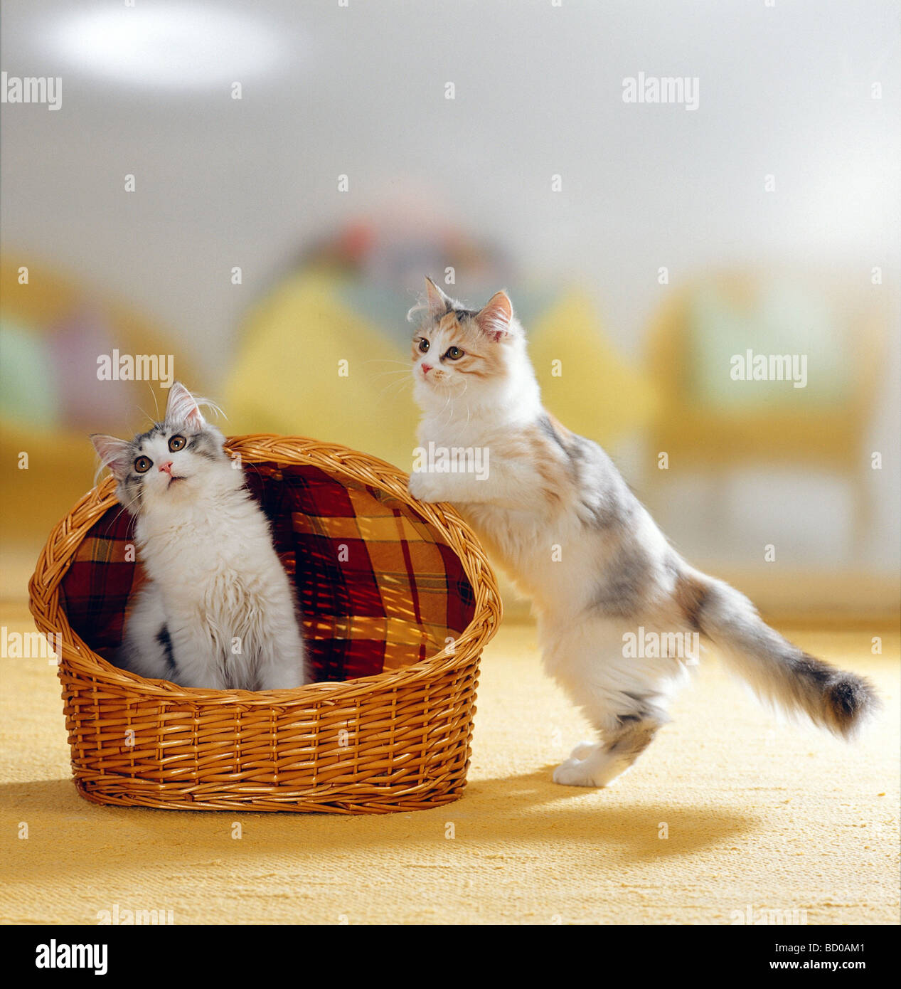 two domestic cats inhouse Stock Photo - Alamy
