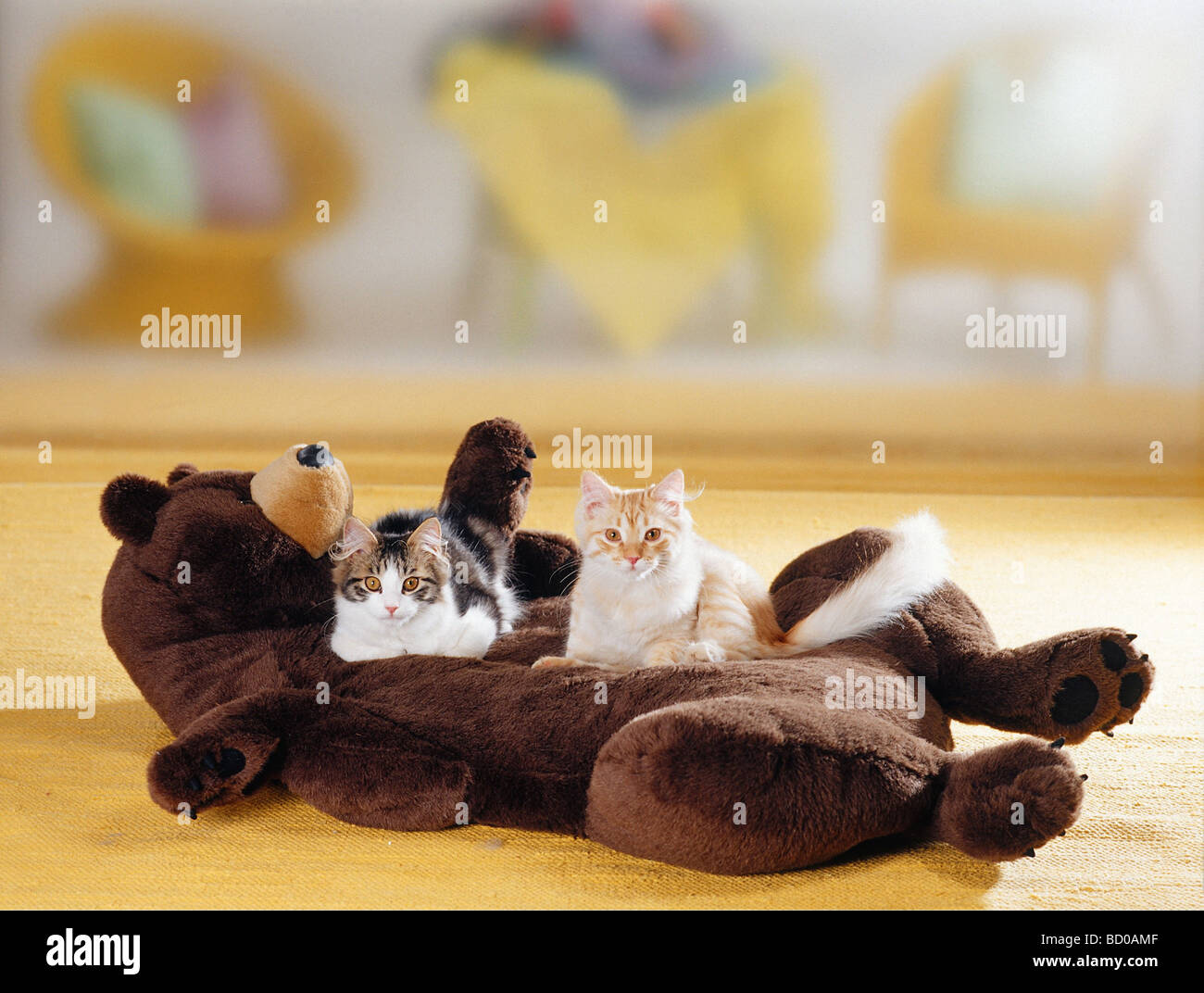 Are Bears Cats Or Dogs