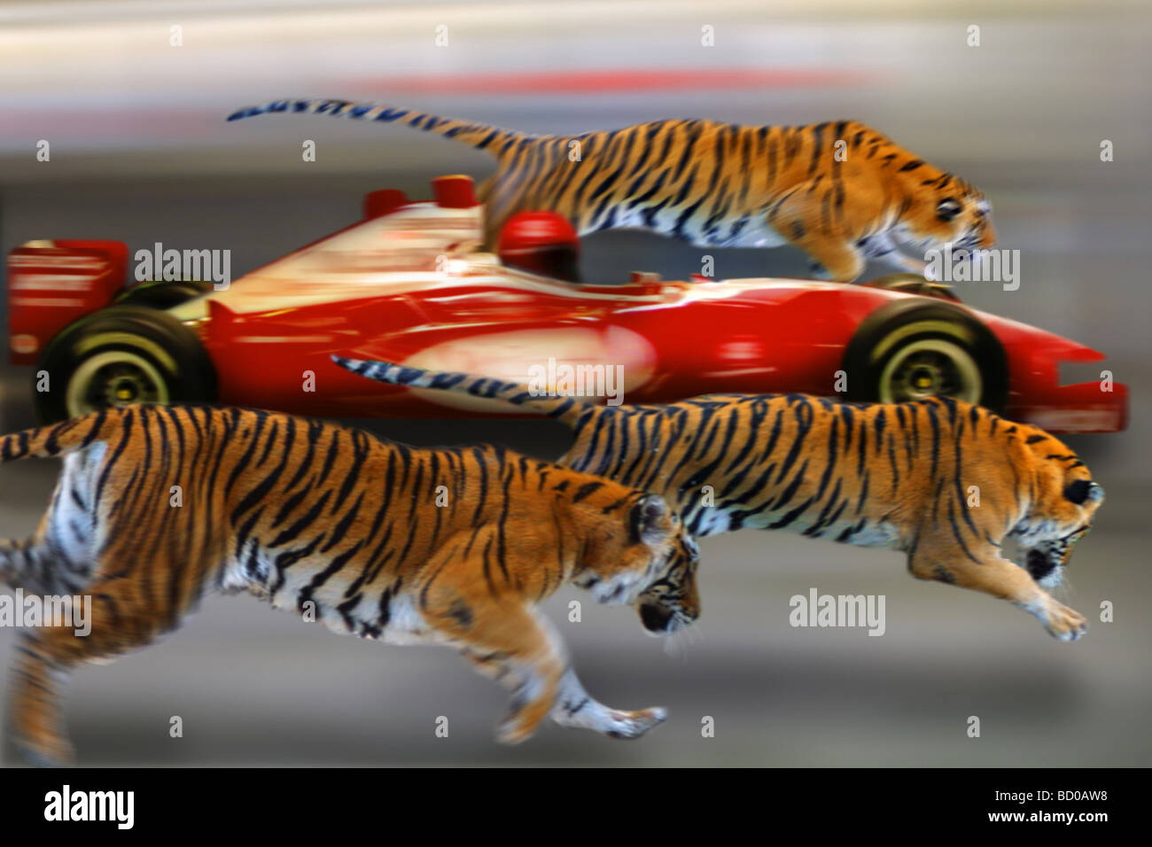 Racing tiger hi-res stock photography and images - Alamy