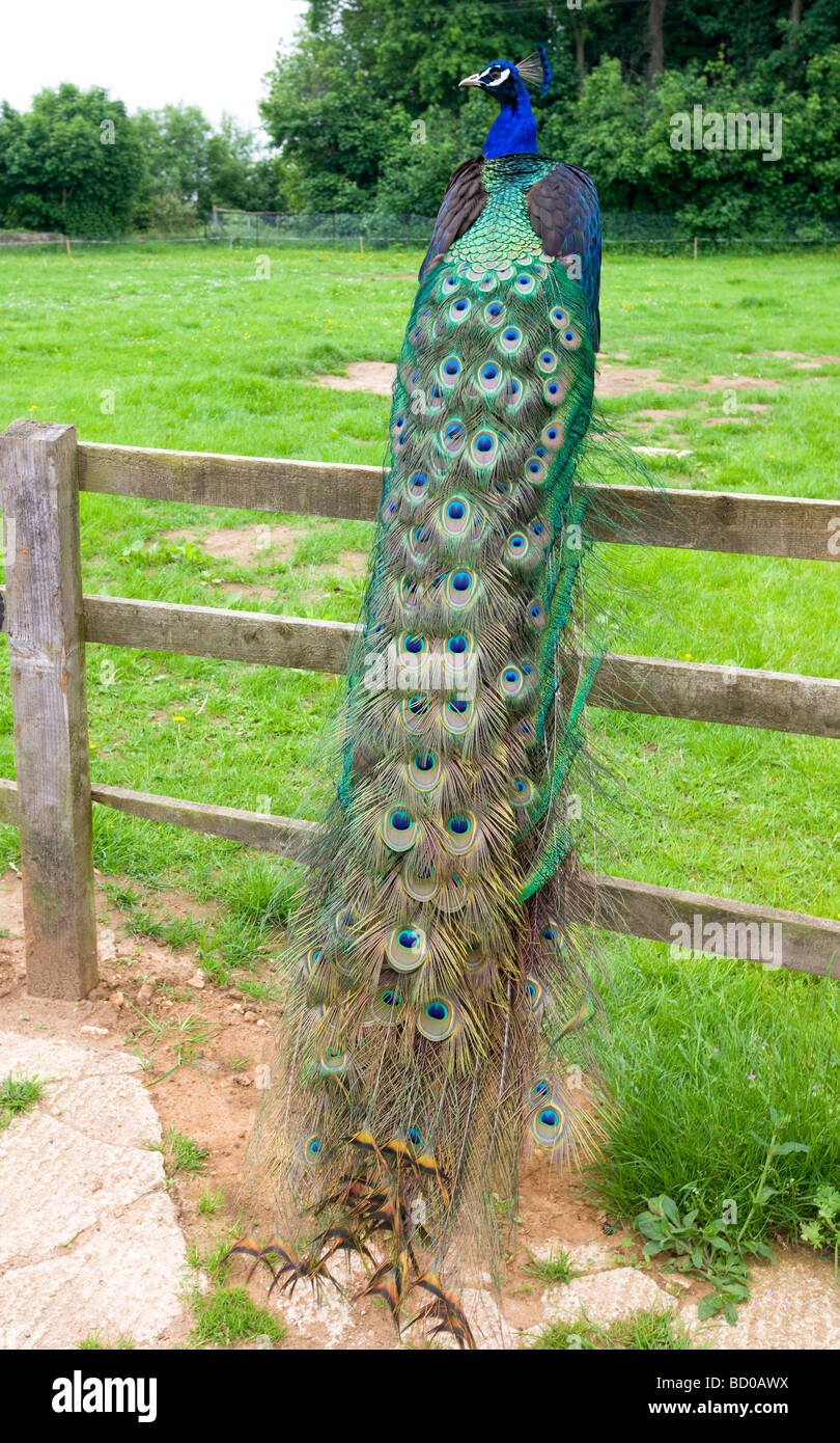 male Peacock Pavo cristatus perched showing long tail Stock Photo - Alamy