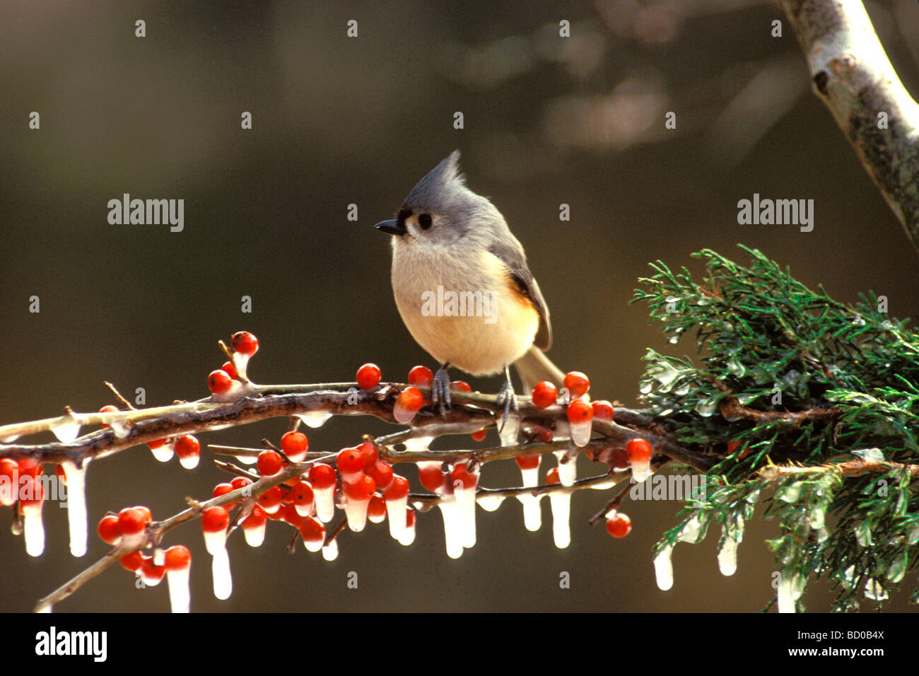 Cute Tufted Titmouse (Parus Bicolor) perched on branch of ice covered ...