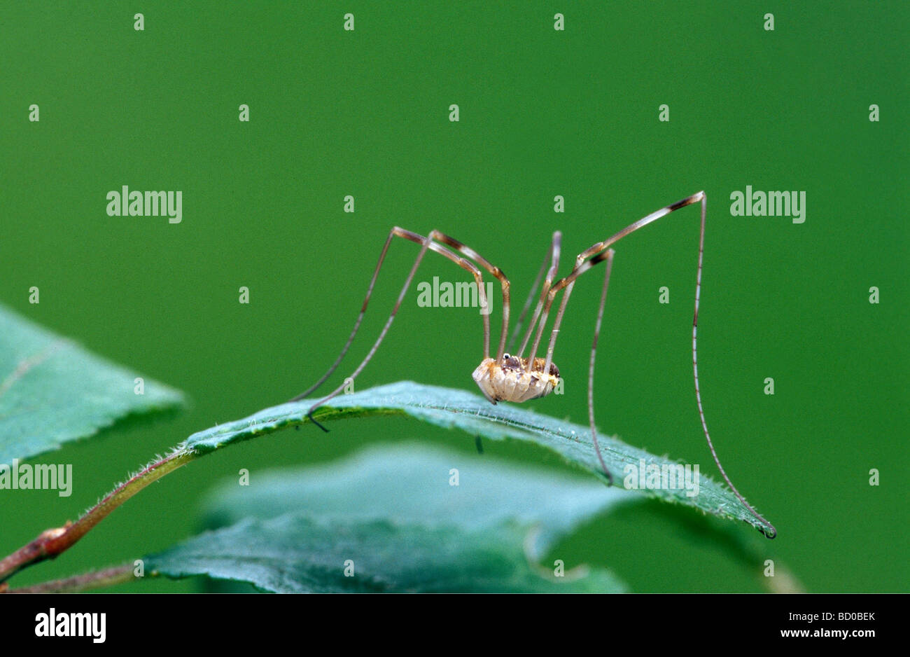 Adult harvestman hi-res stock photography and images - Alamy