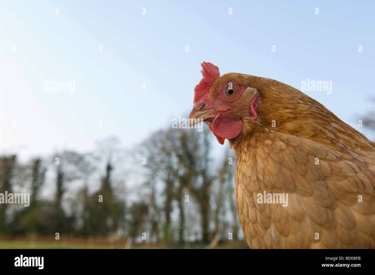Side profile chicken hi-res stock photography and images - Alamy