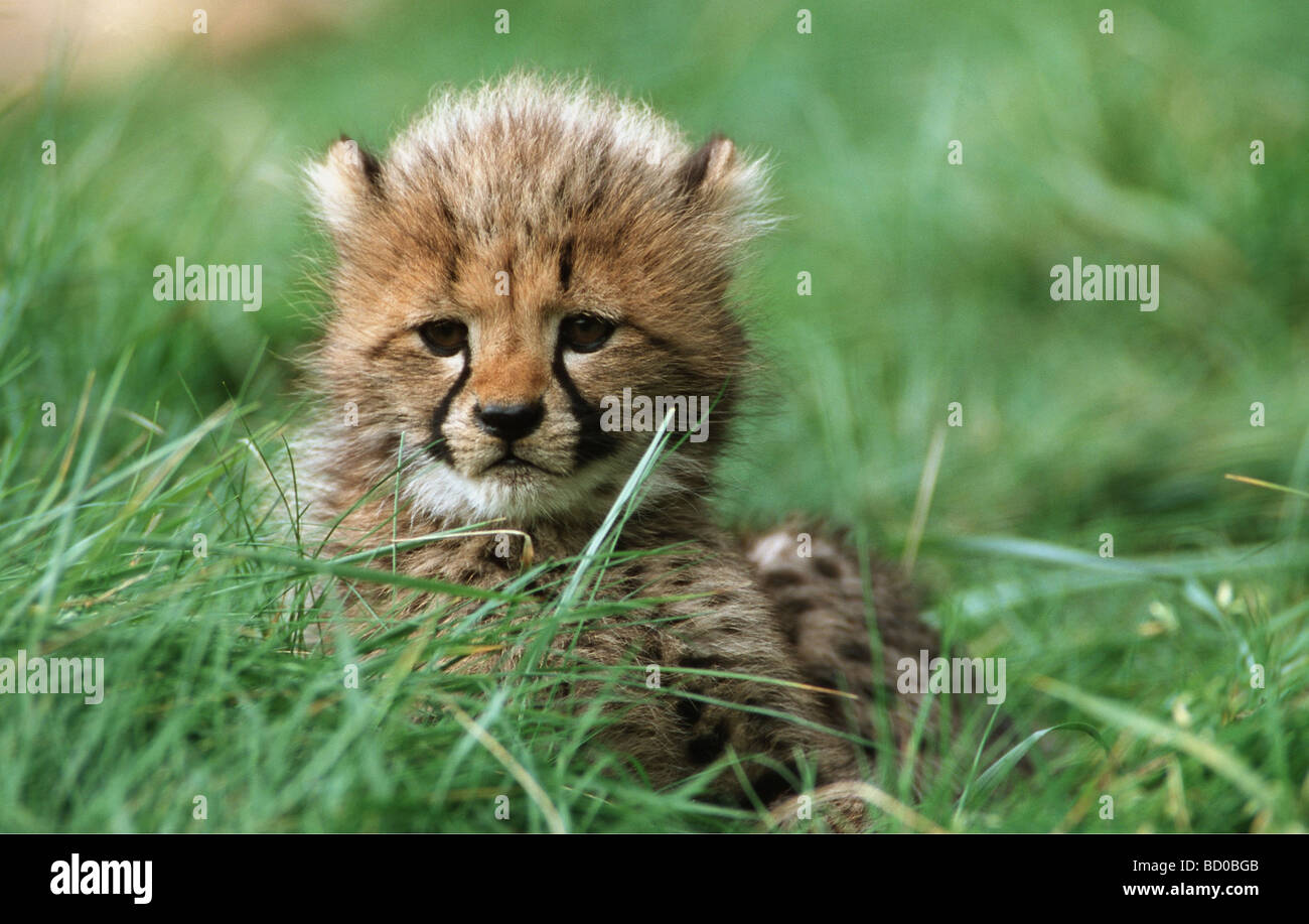 Cheetah with pups hi-res stock photography and images - Alamy