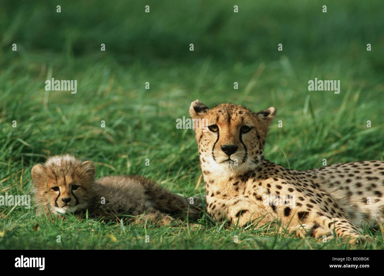 cheetah with cub Stock Photo - Alamy