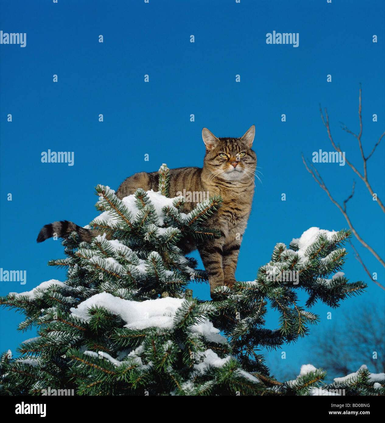 domestic cat in snow Stock Photo - Alamy