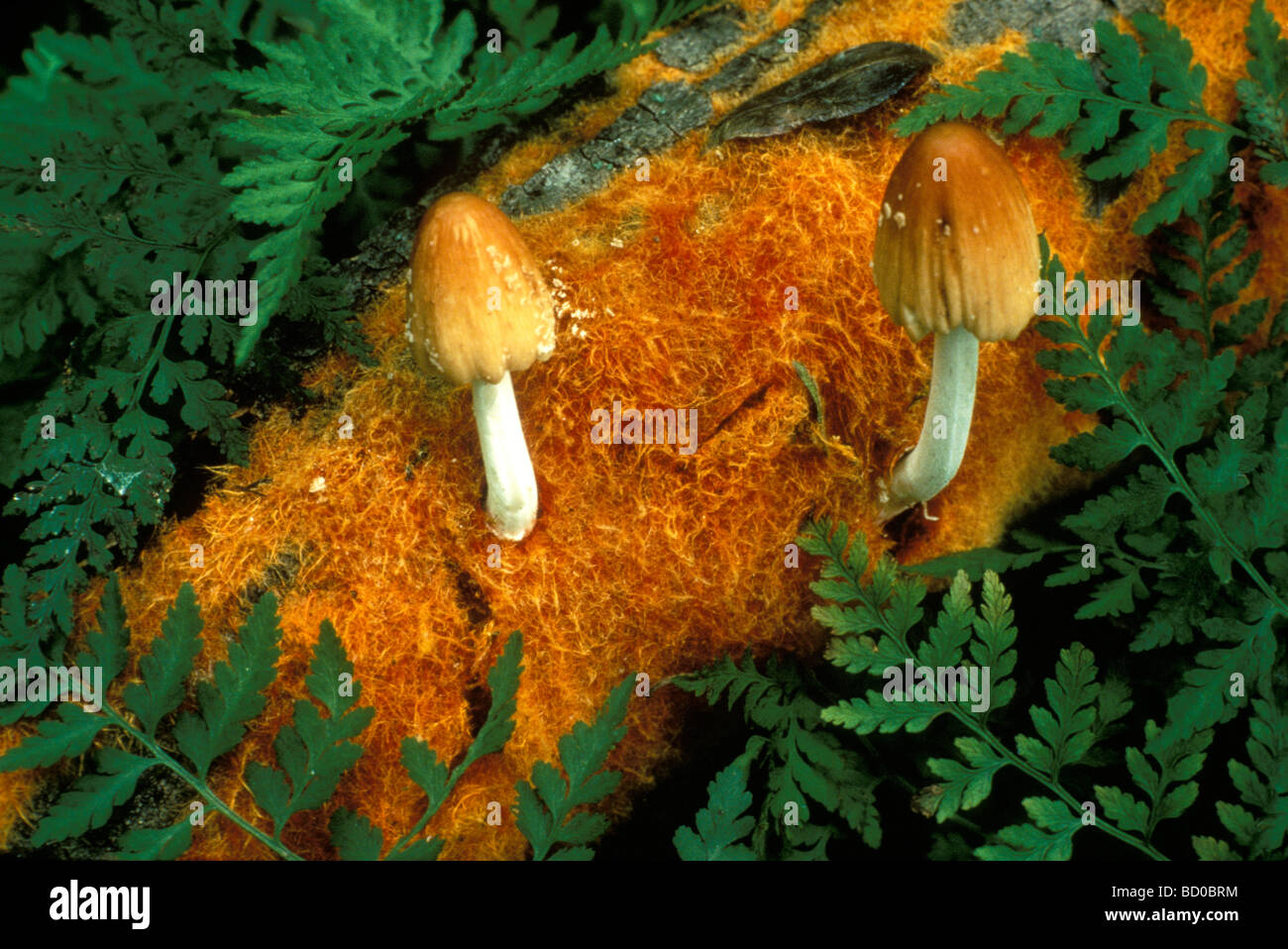 Orange Caprinas mushrooms and brightly colored orange moss growing on ...