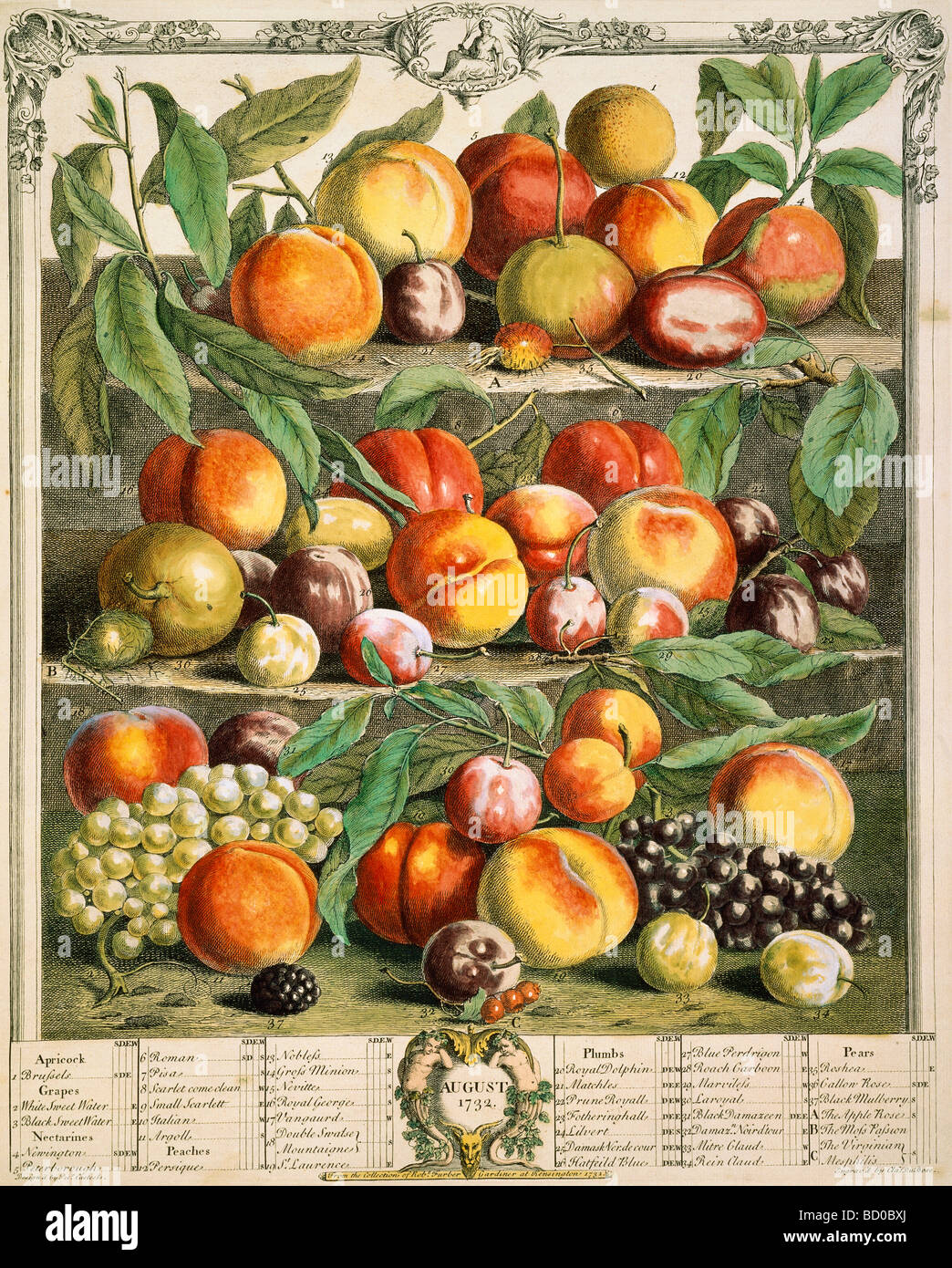 The twelve months of fruits hi-res stock photography and images - Alamy