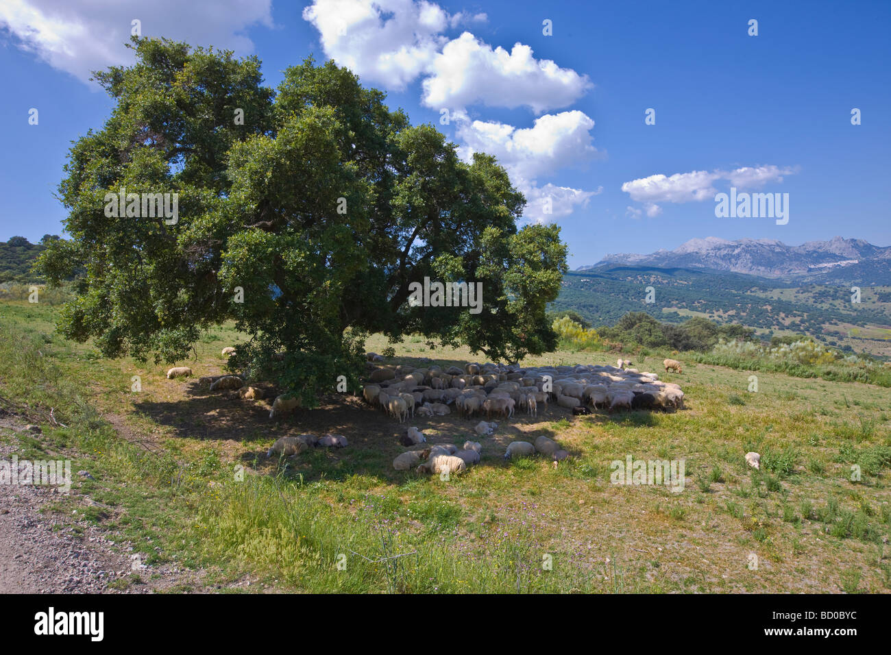Sheep keeping cool in the shade under a tree in ronda spain Stock Photo ...