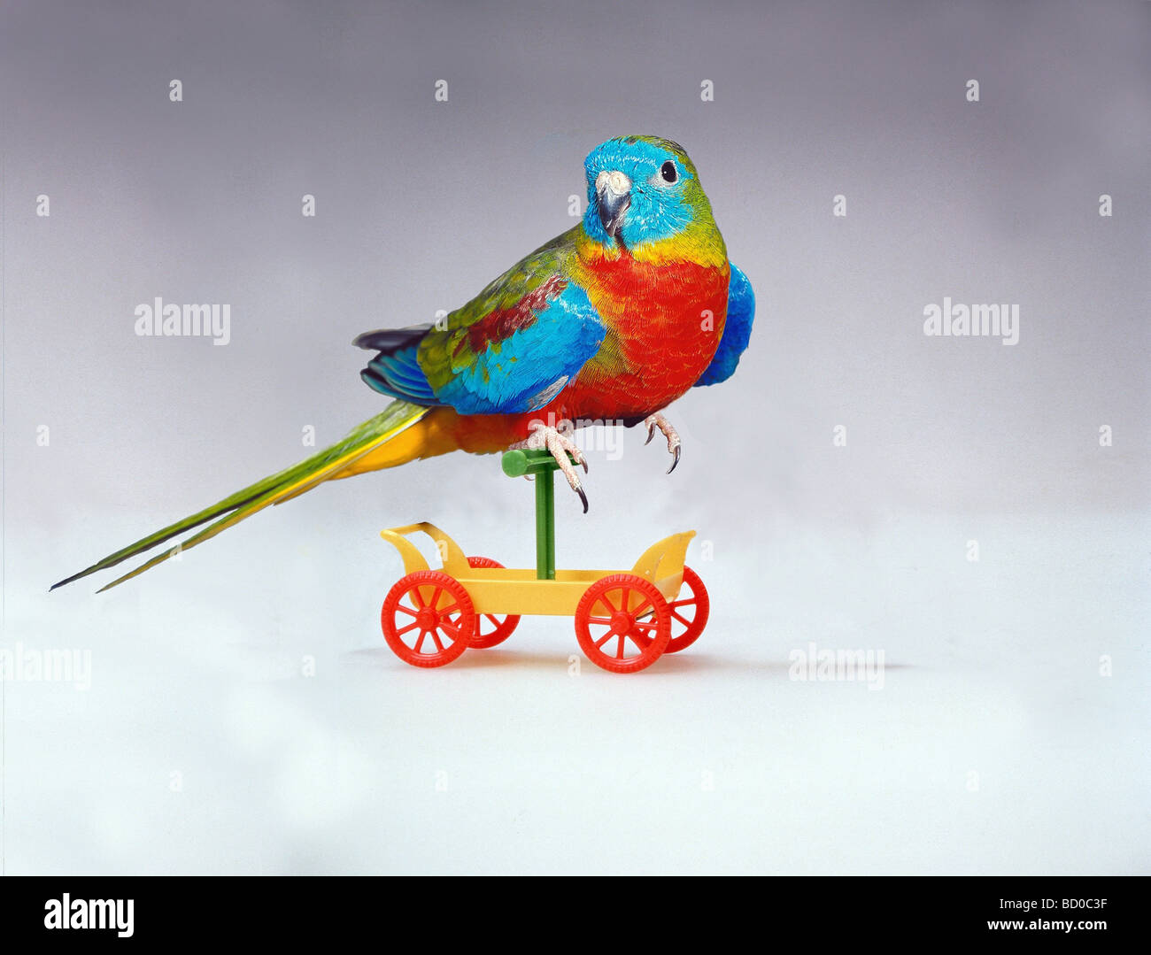 Red shouldered parakeets hi-res stock photography and images - Alamy